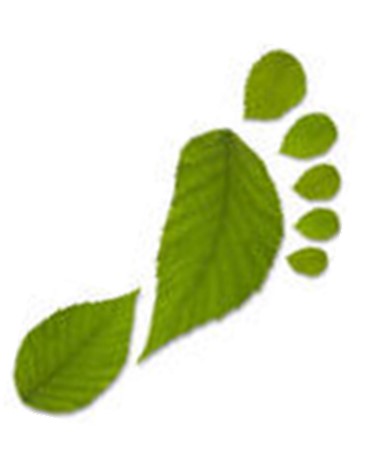 Sustainability of Mass Timber | Red Stag TimberLab